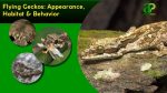 Flying Gecko: Gliding Lizard Facts, Behavior & Habitat