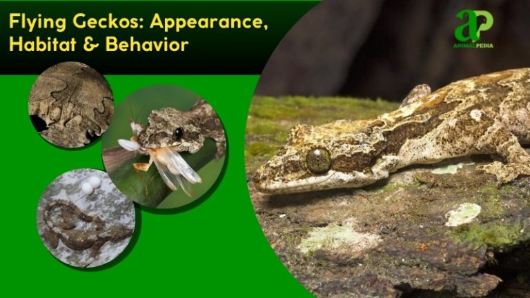 Flying Gecko: Gliding Lizard Facts, Behavior & Habitat