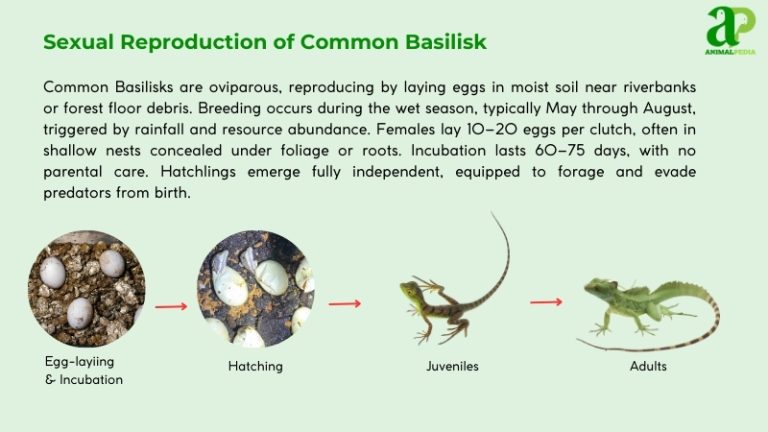 Common Basilisk: Jesus Christ Lizard Facts, Behavior & Habitat