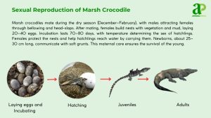 Marsh Crocodile: Habitat-Adapted Reptile, Behavior & Conservation