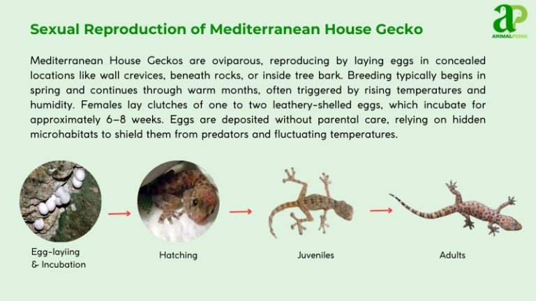 Mediterranean House Gecko: Nocturnal Reptile, Behavior & Habitat