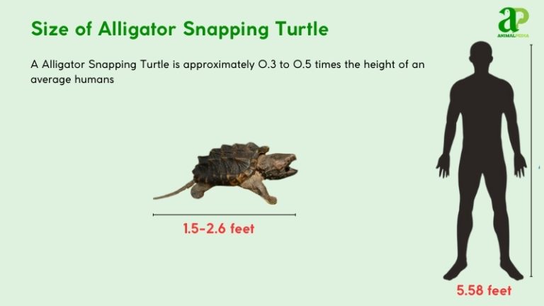 Alligator Snapping Turtle: Powerful Jawed, Habitat & Conservation