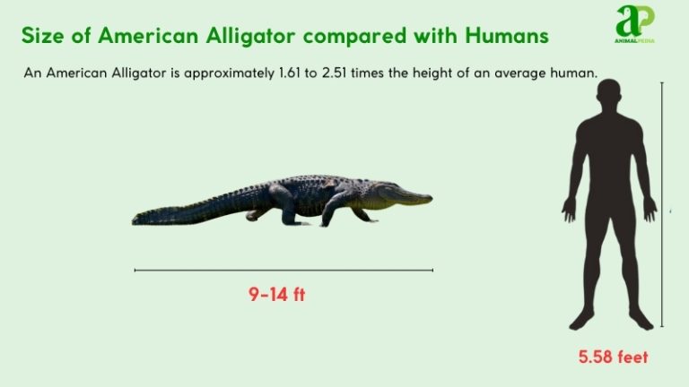 American Alligator: Apex Predator of Wetlands, Habitat & Conservation