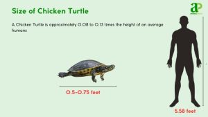 Chicken Turtle: Unique Aquatic Reptile, Facts, Habitat & Behavior