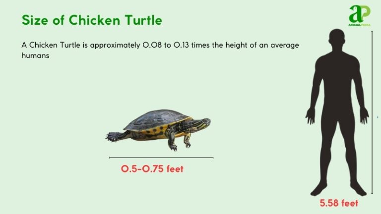 Chicken Turtle: Unique Aquatic Reptile, Facts, Habitat & Behavior