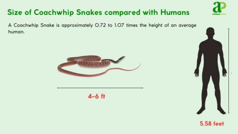 Coachwhip Snake: Fastest Slender-bodied, Habitat & Conservation