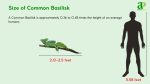 Common Basilisk: Jesus Christ Lizard Facts, Behavior & Habitat
