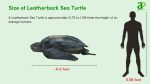 Leatherback Sea Turtle: Largest Oceanic Turtle, Habitat & Conservation