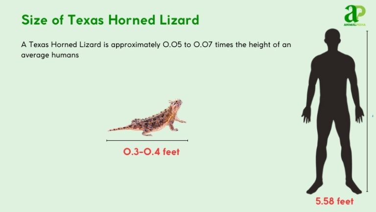 Texas Horned Lizard: Horned Reptile Facts, Habitat & Conservation