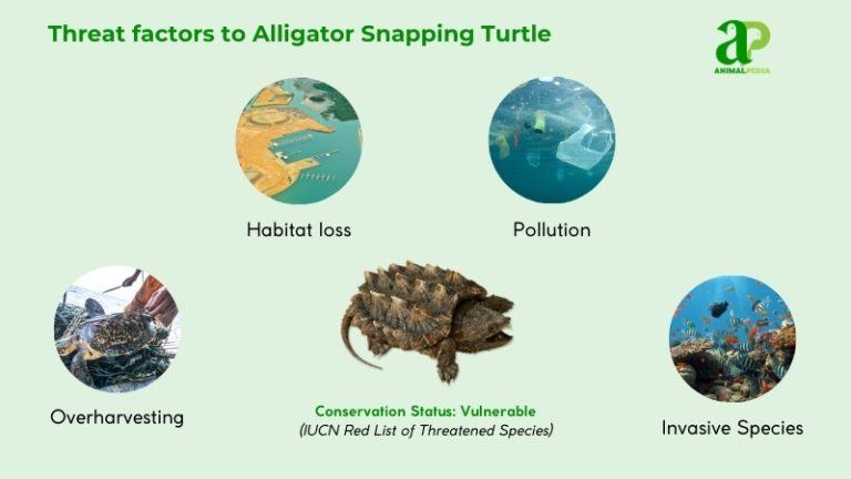 Alligator Snapping Turtle: Powerful Jawed, Habitat & Conservation