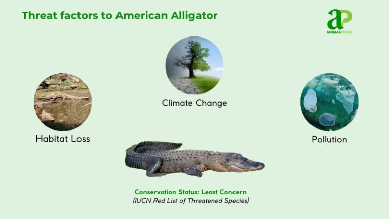American Alligator: Apex Predator of Wetlands, Habitat & Conservation