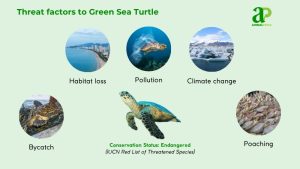 Green Sea Turtle: Endangered Marine Reptile, Behavior & Conservation