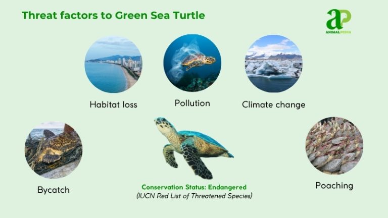 Green Sea Turtle: Endangered Marine Reptile, Behavior & Conservation