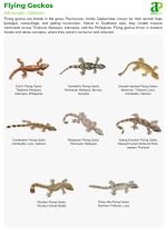 Flying Gecko: Gliding Lizard Facts, Behavior & Habitat