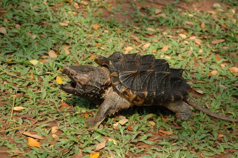 Alligator Snapping Turtle: Powerful Jawed, Habitat & Conservation