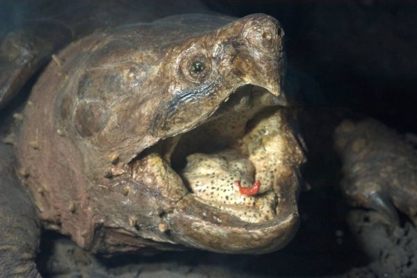 Alligator Snapping Turtle: Powerful Jawed, Habitat & Conservation