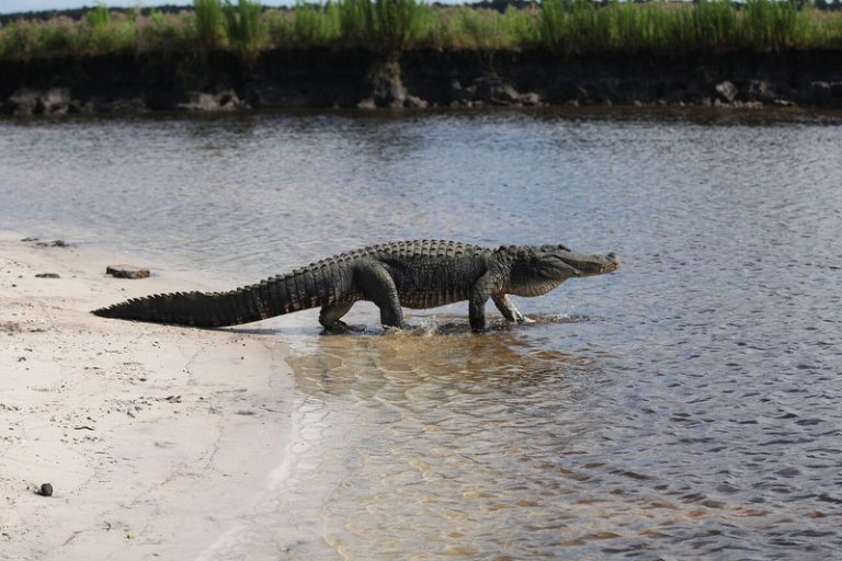 American Alligator: Apex Predator of Wetlands, Habitat & Conservation