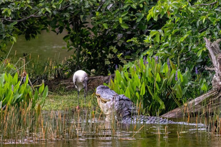 American Alligator: Apex Predator of Wetlands, Habitat & Conservation