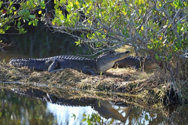 American Alligator: Apex Predator of Wetlands, Habitat & Conservation