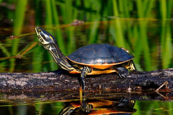 Chicken Turtle: Unique Aquatic Reptile, Facts, Habitat & Behavior