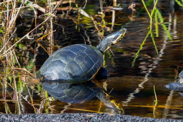 Chicken Turtle: Unique Aquatic Reptile, Facts, Habitat & Behavior