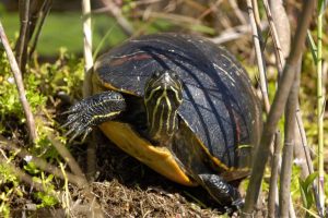Chicken Turtle: Unique Aquatic Reptile, Facts, Habitat & Behavior