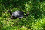 Chicken Turtle: Unique Aquatic Reptile, Facts, Habitat & Behavior
