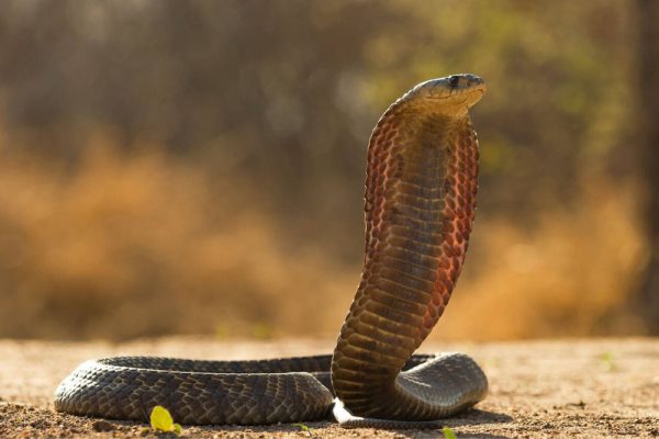 Cobra Snake: Iconic Hooded Reptile, Facts, Habitat & Conservation