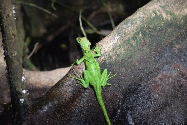 Common Basilisk: Jesus Christ Lizard Facts, Behavior & Habitat