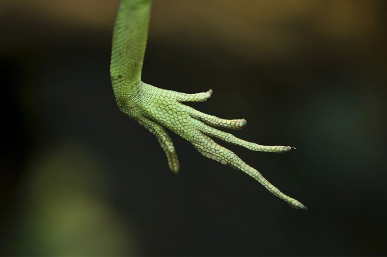 Common Basilisk: Jesus Christ Lizard Facts, Behavior & Habitat