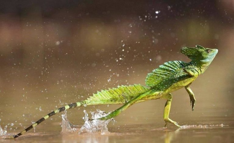 Common Basilisk: Jesus Christ Lizard Facts, Behavior & Habitat