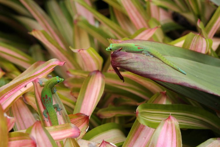 Day Gecko: Vibrantly Colored Lizard, Facts, Behavior & Habitat