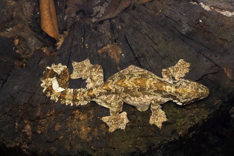 Flying Gecko: Gliding Lizard Facts, Behavior & Habitat