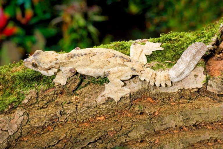 Flying Gecko: Gliding Lizard Facts, Behavior & Habitat