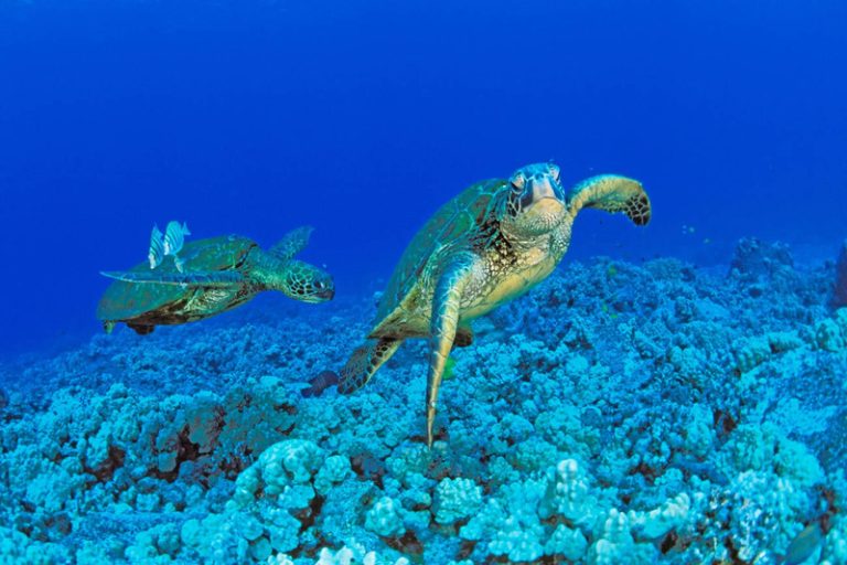 Green Sea Turtle: Endangered Marine Reptile, Behavior & Conservation