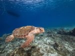 Loggerhead Sea Turtle: Strong-Jawed Marine, Habitat & Conservation