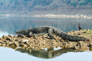 Marsh Crocodile: Habitat-Adapted Reptile, Behavior & Conservation