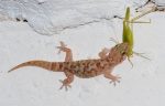 Mediterranean House Gecko: Nocturnal Reptile, Behavior & Habitat