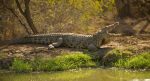 Nile Crocodile: Fearsome Apex Predator, Facts, Habitat & Conservation