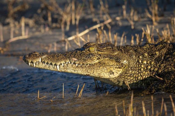Nile Crocodile: Fearsome Apex Predator, Facts, Habitat & Conservation