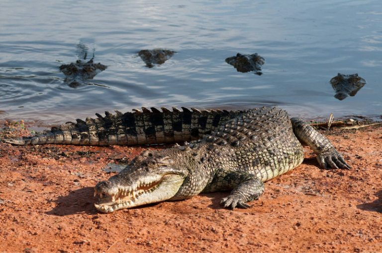 Saltwater Crocodile: World's Largest, Facts, Habitat & Conservation