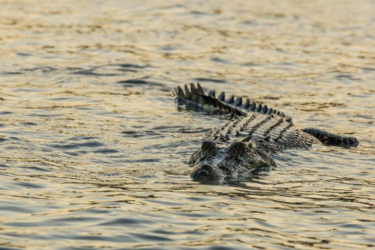 Saltwater Crocodile: World's Largest, Facts, Habitat & Conservation
