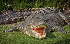 Saltwater Crocodile: World's Largest, Facts, Habitat & Conservation