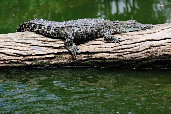 Saltwater Crocodile: World's Largest, Facts, Habitat & Conservation