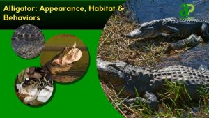 Alligator: Powerful Aquatic Reptile Facts, Habitat & Conservation