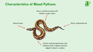 Blood Pythons: Unique Characteristics, Habitat & Conservation