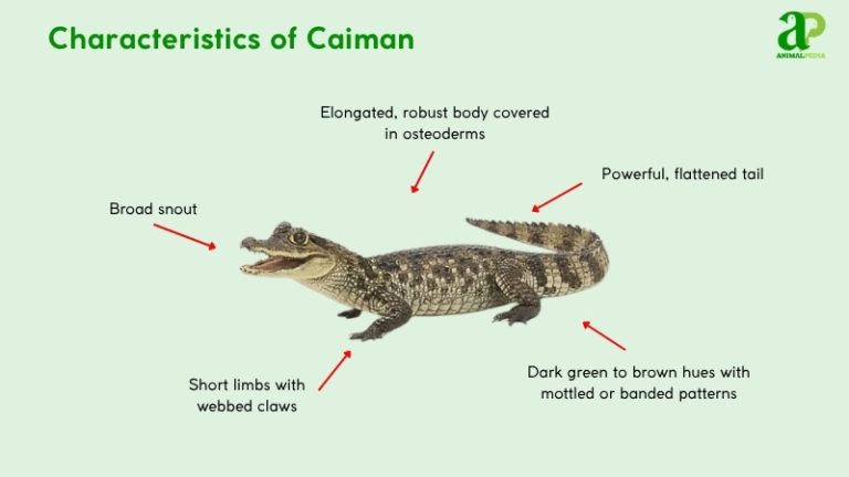 Caiman: Fierce Aquatic Reptile, Facts, Habitat & Conservation