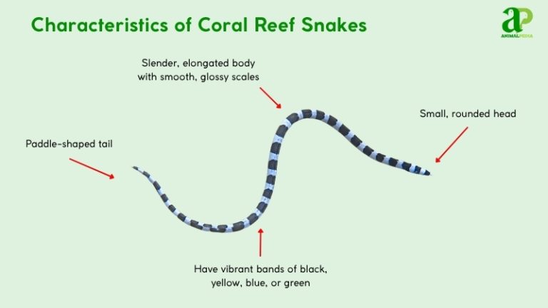 Coral Reef Snakes: Unique Marine Reptiles, Adaptations & Conservation