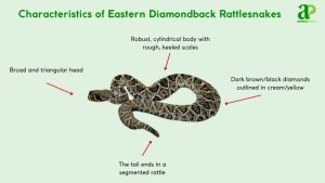 Eastern Diamondback Rattlesnakes: Venomous and Iconic Species Guide