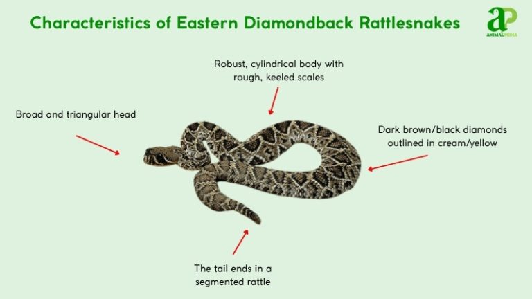 Eastern Diamondback Rattlesnakes: Venomous and Iconic Species Guide